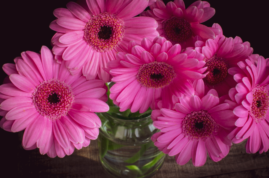 Tout savoir sur le germini : culture, entretien, et floraison